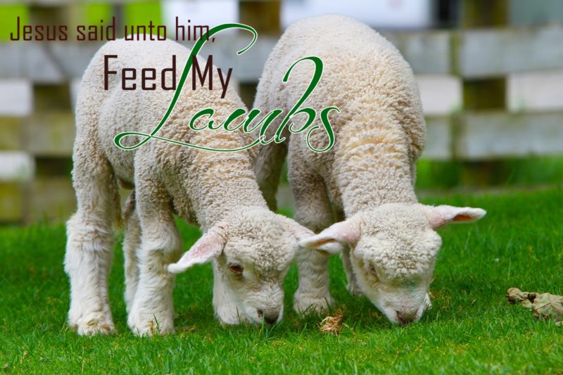 Feed My Lambs Imperfect Homemaker feed-my-lambs-imperfect-homemaker